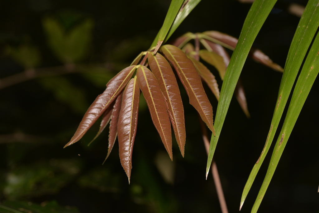 Ferny leaf Bosistoa from Tamborine Mountain QLD 4272, Australia on May ...