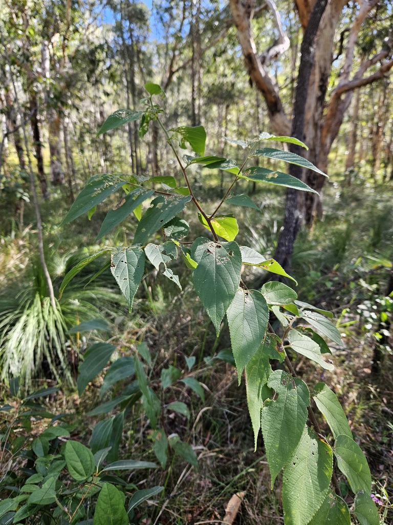 Nettle Tree from Tin Can Bay QLD 4580, Australia on May 30, 2023 at 01: ...