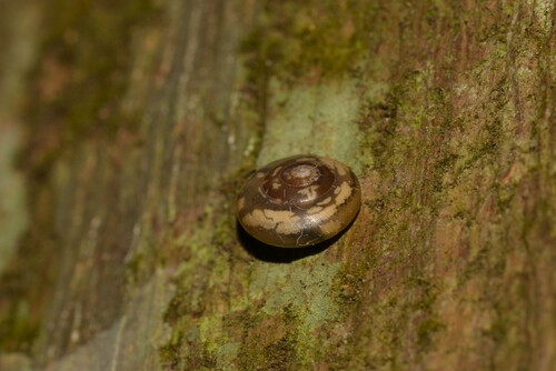 yellow silk glass-snail (Sigaloeista bordaensis) · iNaturalist