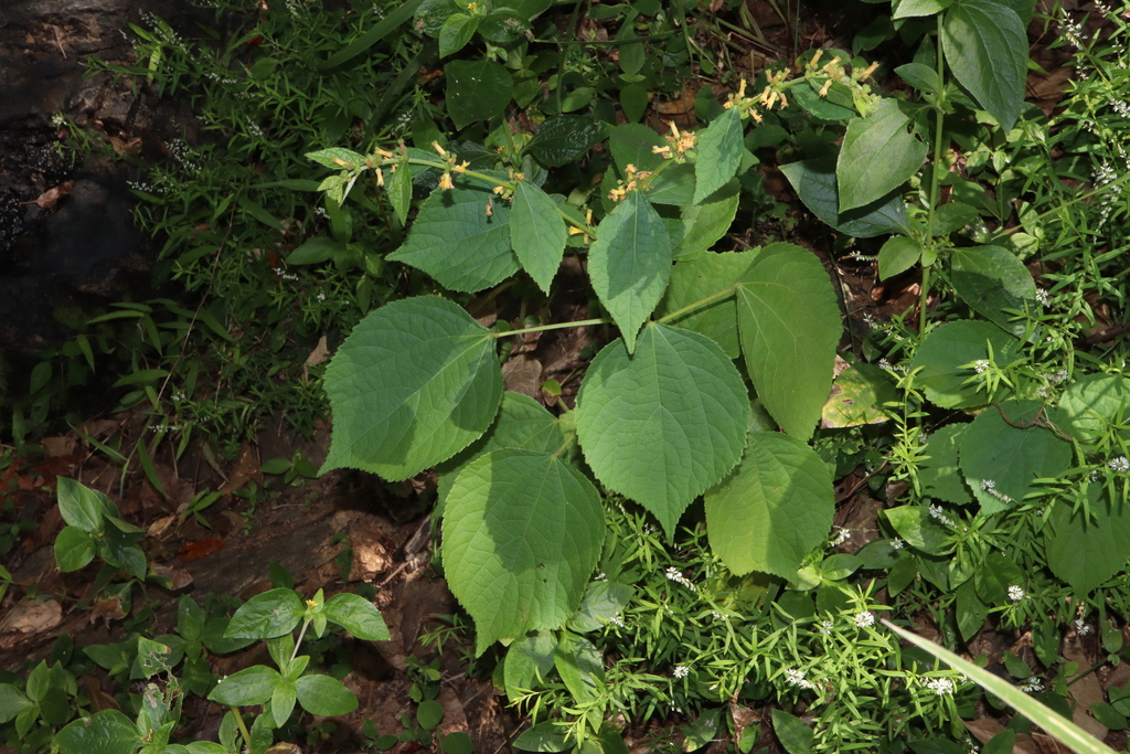 Chinese Bur from Mooroobool QLD 4870, Australia on May 21, 2023 at 11: ...