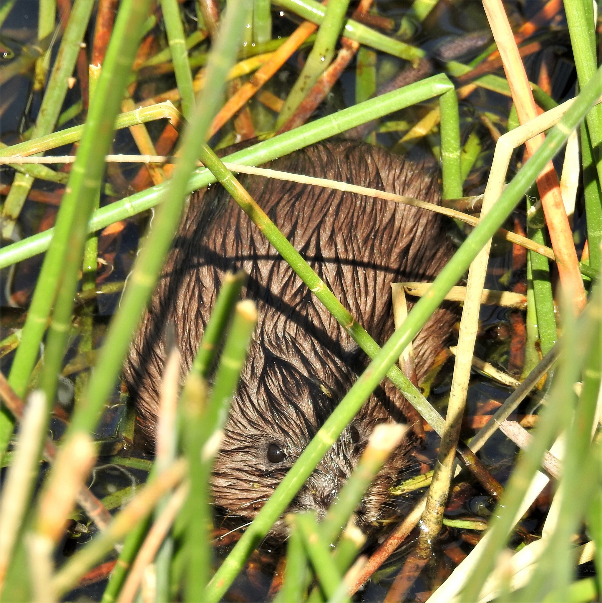 Neofiber alleni True, 1884