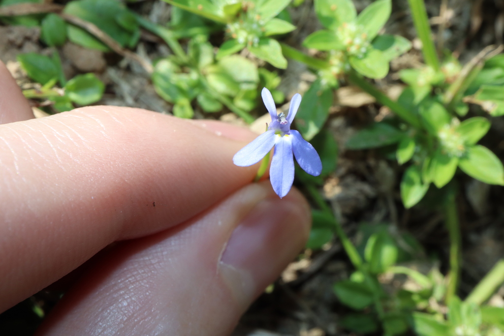 Lobelia quadrangularis from Lamb Range QLD 4870, Australia on May 21 ...