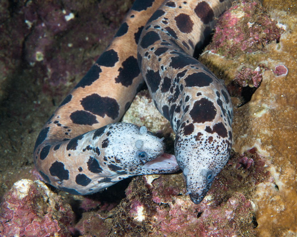 Large-spotted Snakemoray (Uropterygius polyspilus) - Marine Life ...