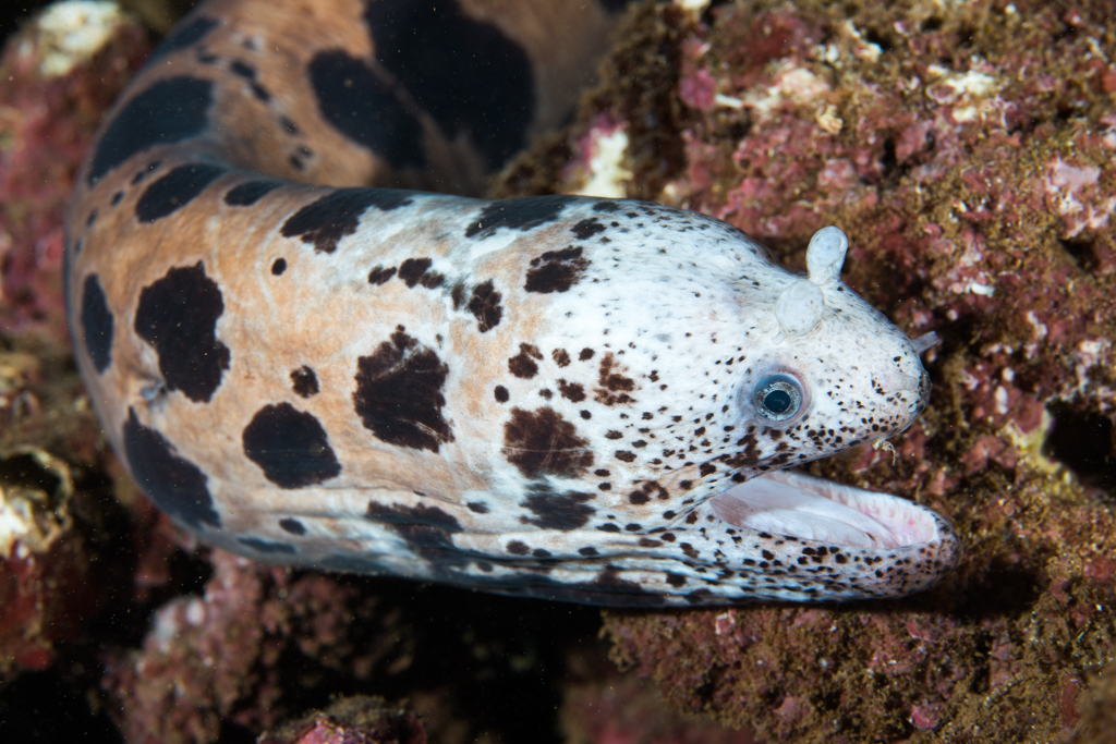 Large-spotted Snakemoray (Uropterygius polyspilus) - Marine Life ...