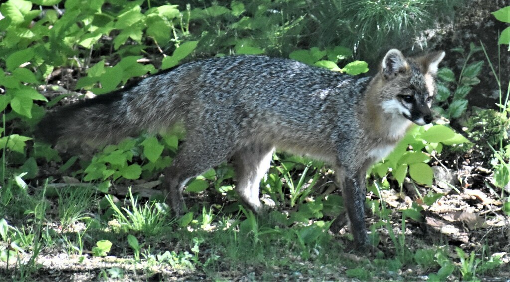 Gray Fox from Avon, ME 04966, USA on May 31, 2023 at 07:36 AM by C ...