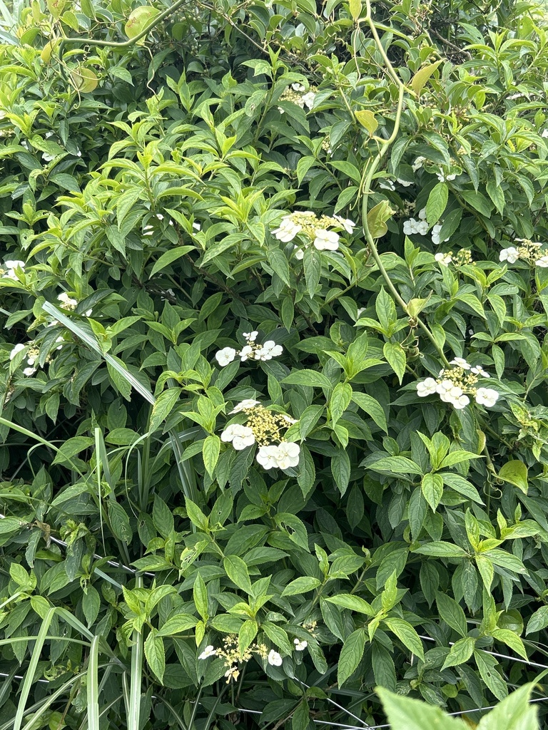 Chinese Hydrangea from Taiwan on May 17, 2023 at 12:25 PM by richard ...