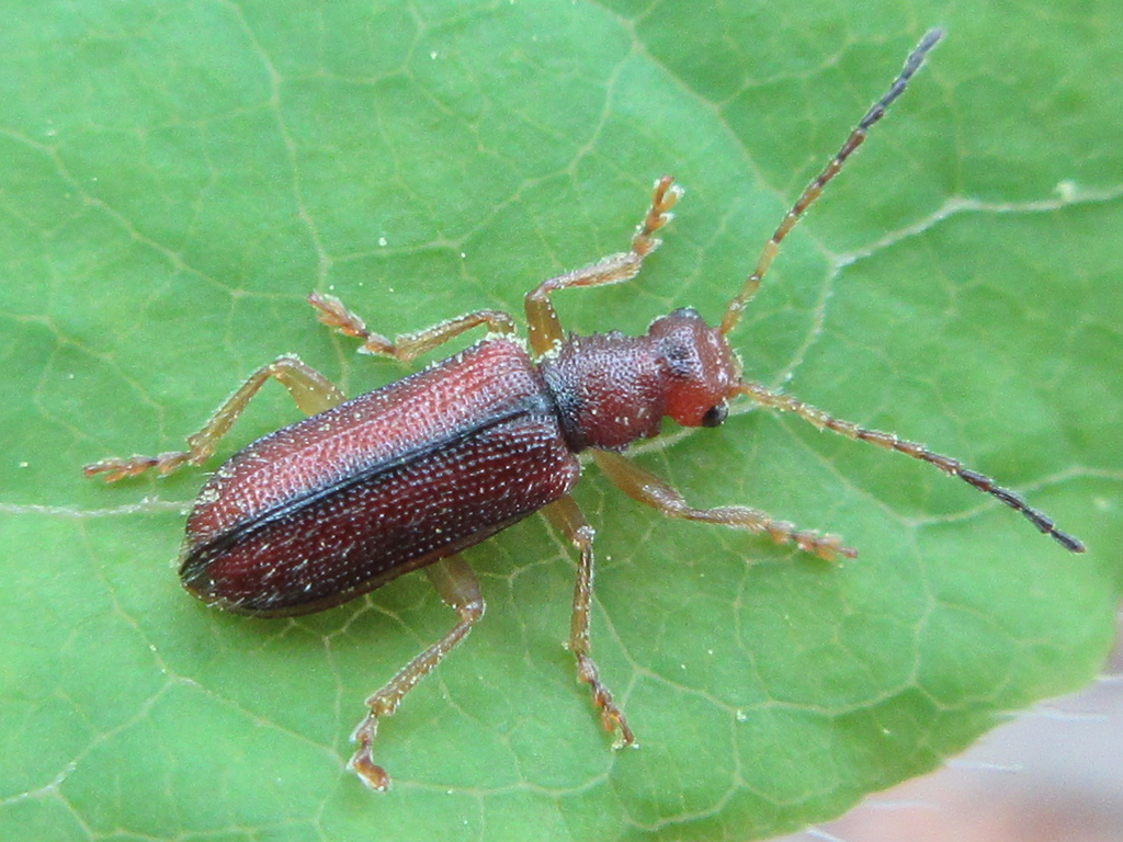 Syneta from 대한민국 강원도 태백시 황지동 on May 30, 2023 by onidiras-iNaturalist ...