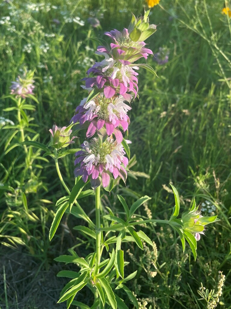 lemon beebalm from Eastland County, TX, USA on May 23, 2023 at 06:52 PM ...