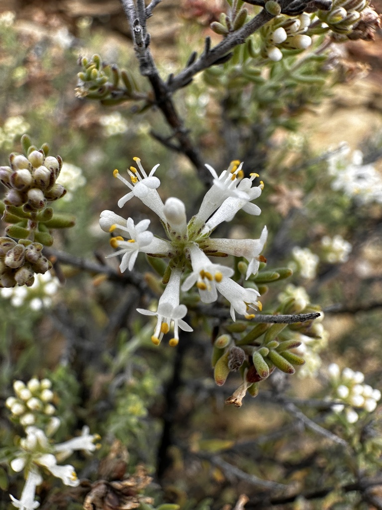 Jackal Buchu from Eden, ZA-WC, ZA on May 18, 2023 at 12:58 PM by ...