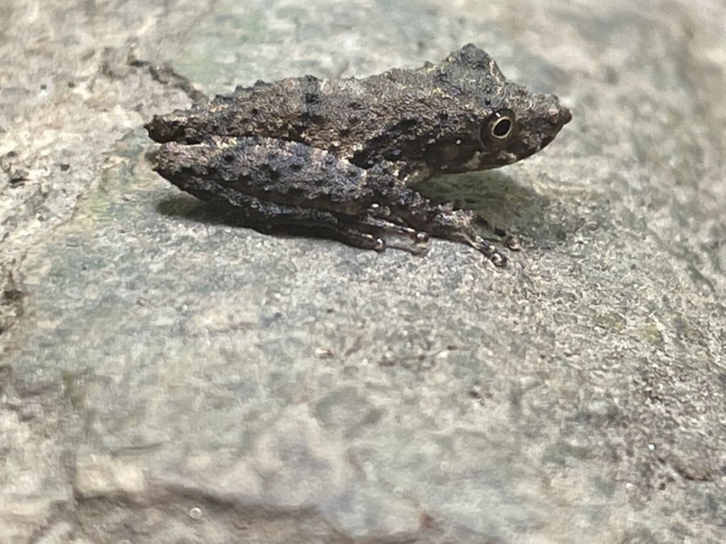 Snouted Tree Frogs from Loreto, PE on May 26, 2023 at 08:32 PM by mnd10 ...