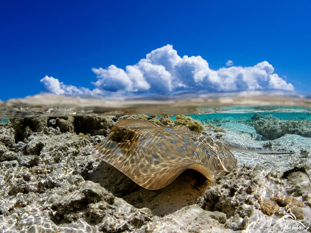 Indian Ocean Blue-spotted Maskray from Pamandzi, YT on September 3 ...