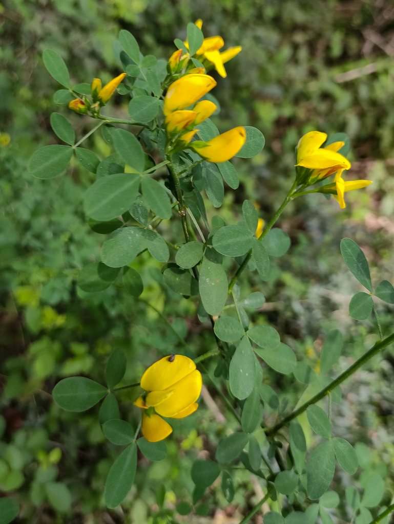 (Genista patens) - Botanical Realm