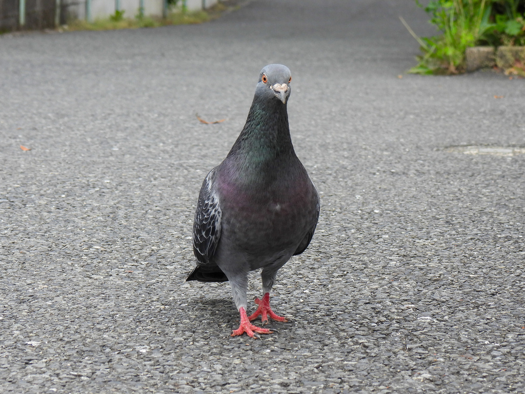 Feral Pigeon from Morino, Machida, Tokyo 194-0022, Japan on May 31 ...