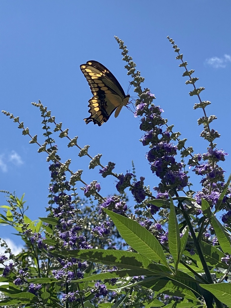 Eastern Giant Swallowtail from SW 52nd St, Ocala, FL, US on May 27 ...