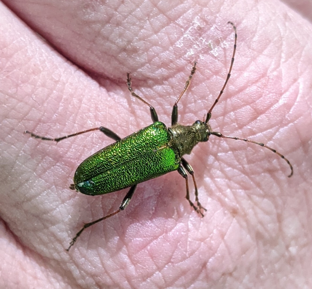 Longhorn Beetles from Jaffrey, NH 03452, USA on May 30, 2023 at 02:33 ...
