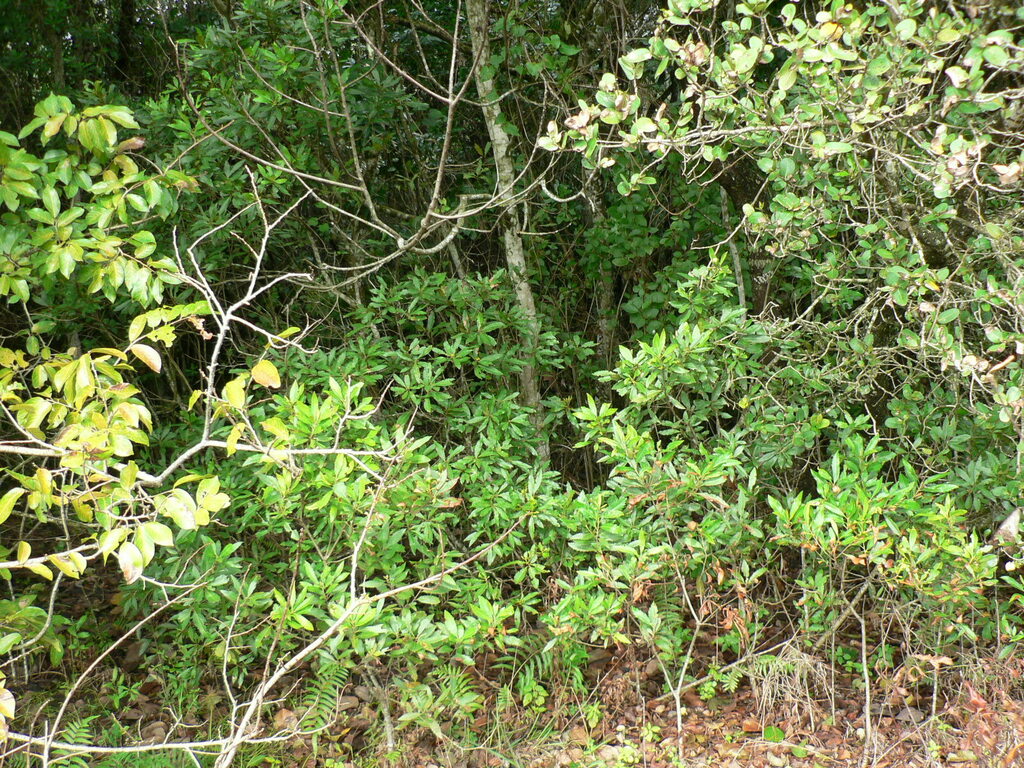 Mountain Guarri from Bhanga Gate, isiMangaliso Wetland Park on July 3 ...