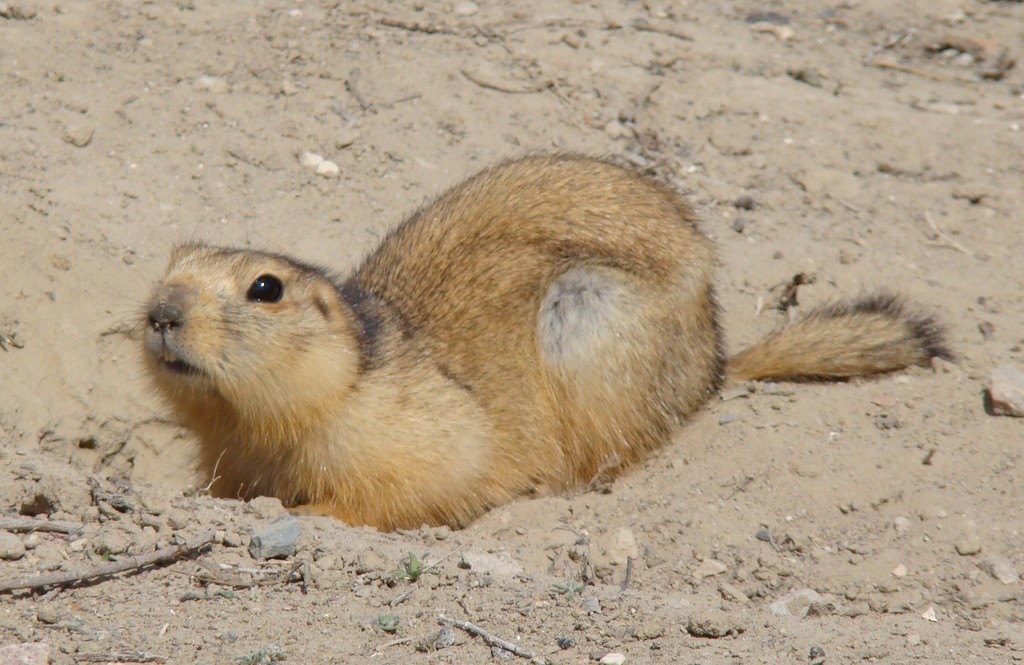 Yellow Ground Squirrel (Smaller Mammals of the W Palearctic) · iNaturalist