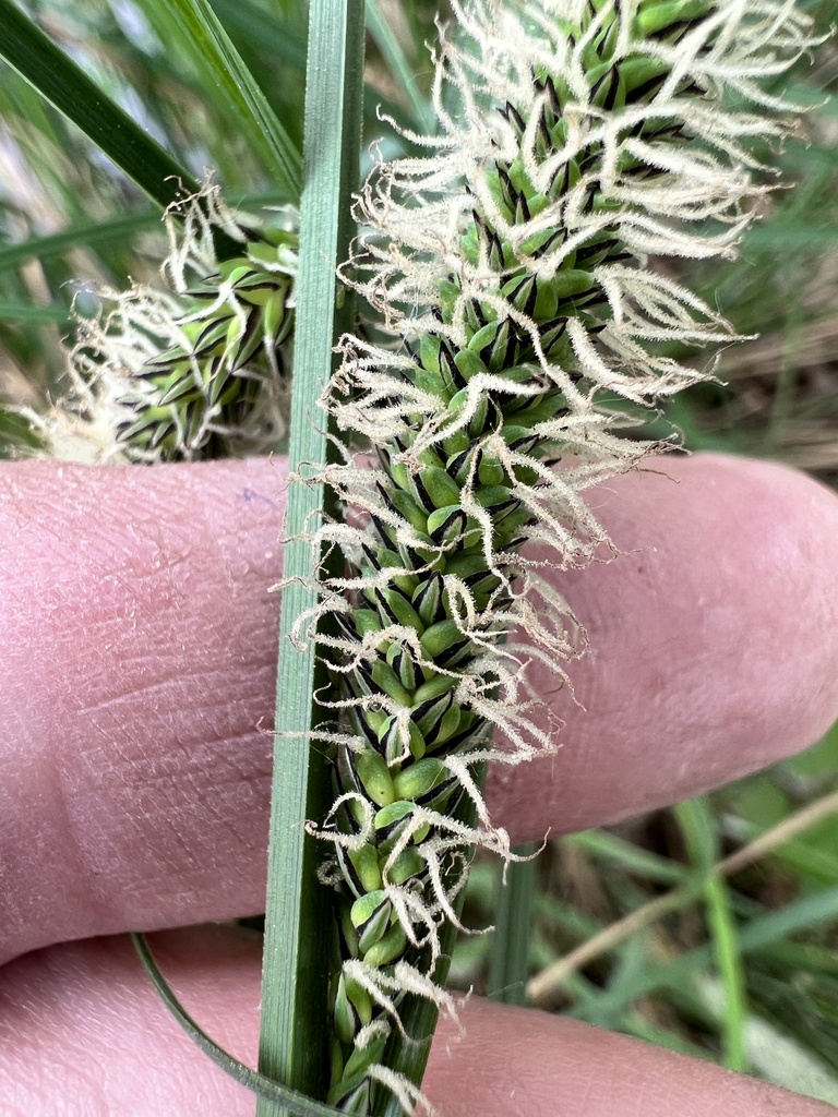 slender tufted-sedge from Тагильский пруд, Нижний Тагил, Свердловская ...