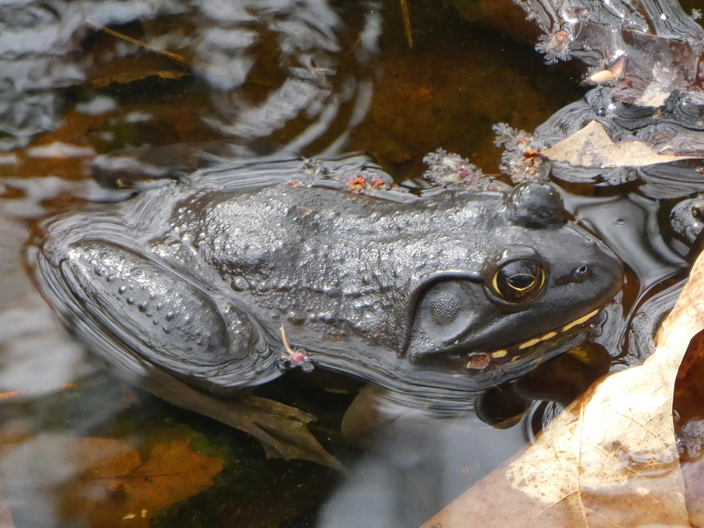 American Bullfrog from Long Island, Ridge, NY, US on April 22, 2023 at ...