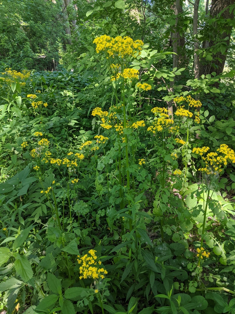 Butterweed from West Central, Fort Wayne, IN, USA on May 31, 2023 at 09 ...