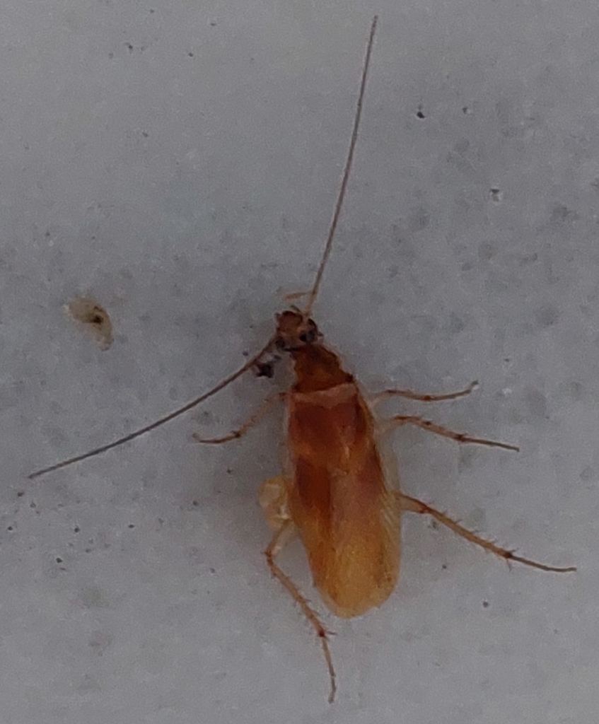 Brown-banded Cockroach from Samos 831 00, Greece on May 31, 2023 at 05: ...