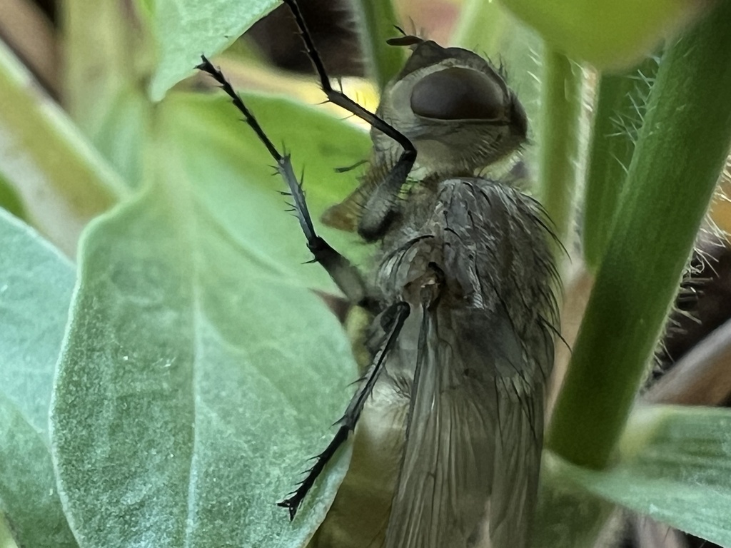 Bot Flies, Blow Flies, and Allies from E 5300 S, Washington Terrace, UT ...