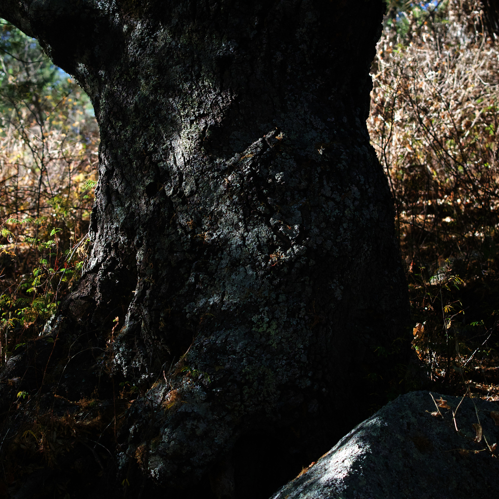 (Quercus devia) - Botanical Realm
