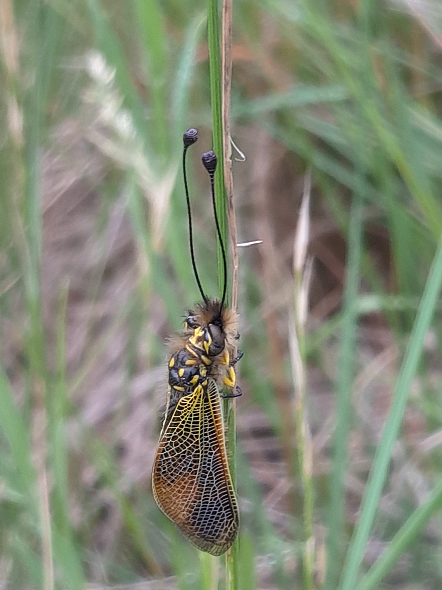 Libelloides ictericus (Charpentier, 1825)