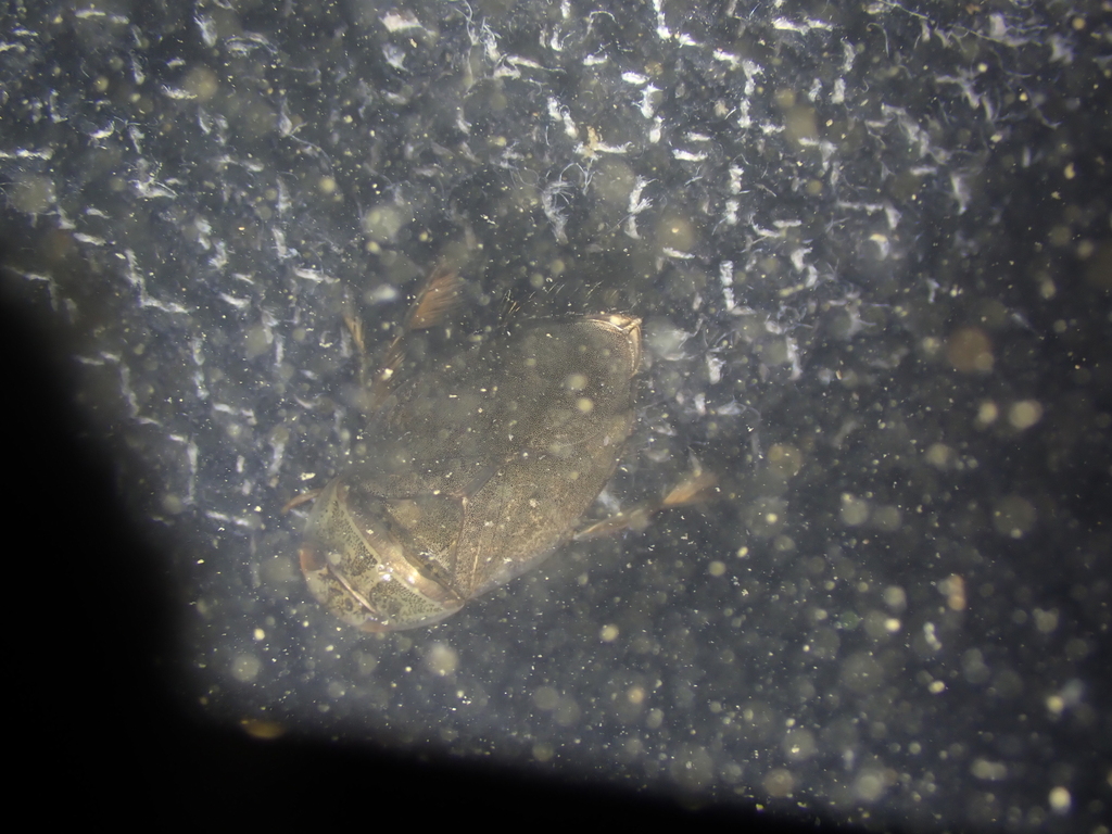 saucer bug from 22630 Saint-André-des-Eaux, France on May 26, 2023 at ...