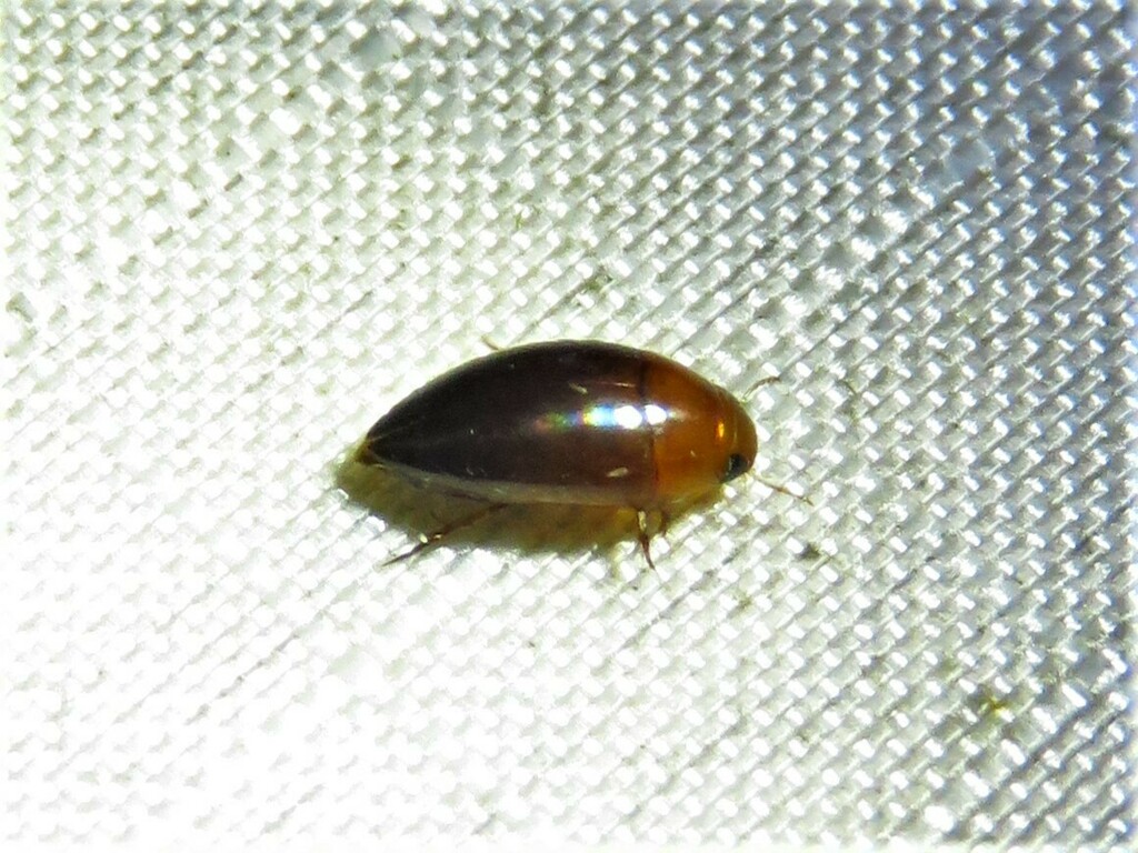 Hydrocanthus from Powderhorn WMA, Calhoun Co., TX, US on May 19, 2023 ...