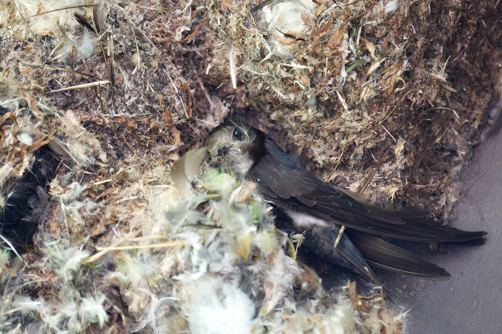 House Swift from Hin Tung, Mueang Nakhon Nayok District, Nakhon Nayok 26000, Thailand on May 31 ...