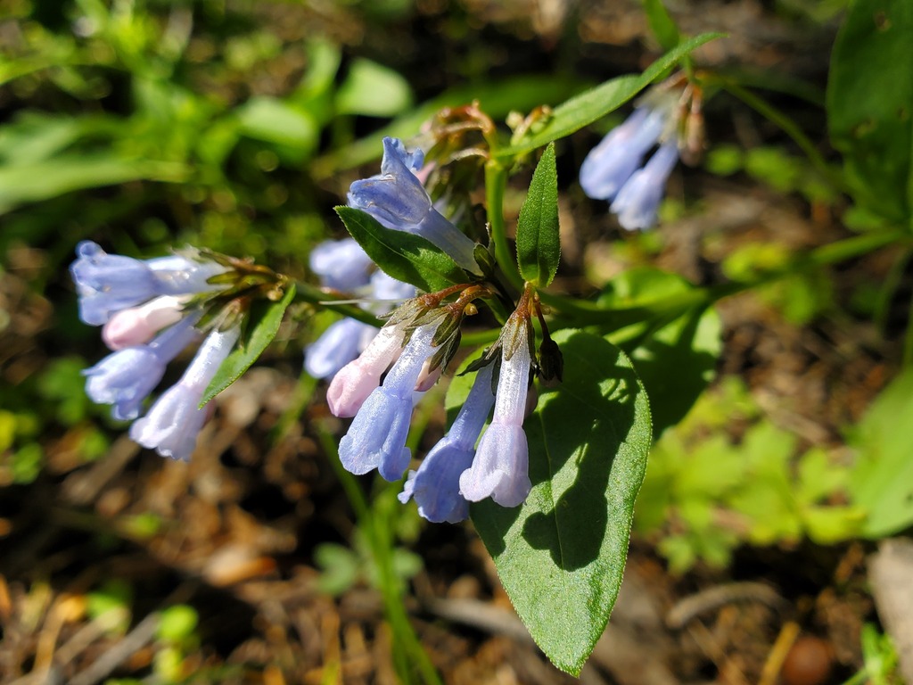 sagebrush bluebell from Elko County, NV, USA on May 26, 2023 at 09:16 ...
