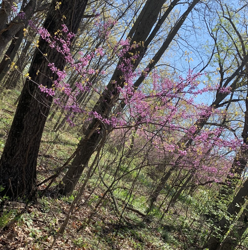 eastern redbud from The Morton Arboretum, Lisle, IL, US on May 3, 2023 ...
