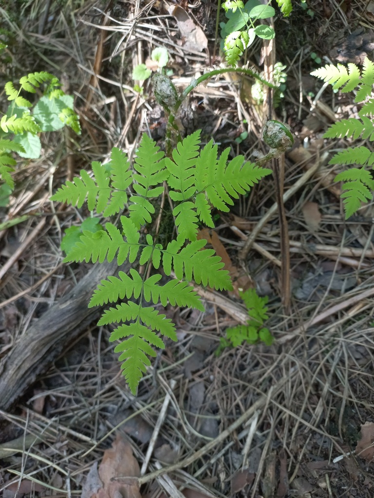 northern oak fern from Томск, Томская обл., Россия on May 31, 2023 at ...