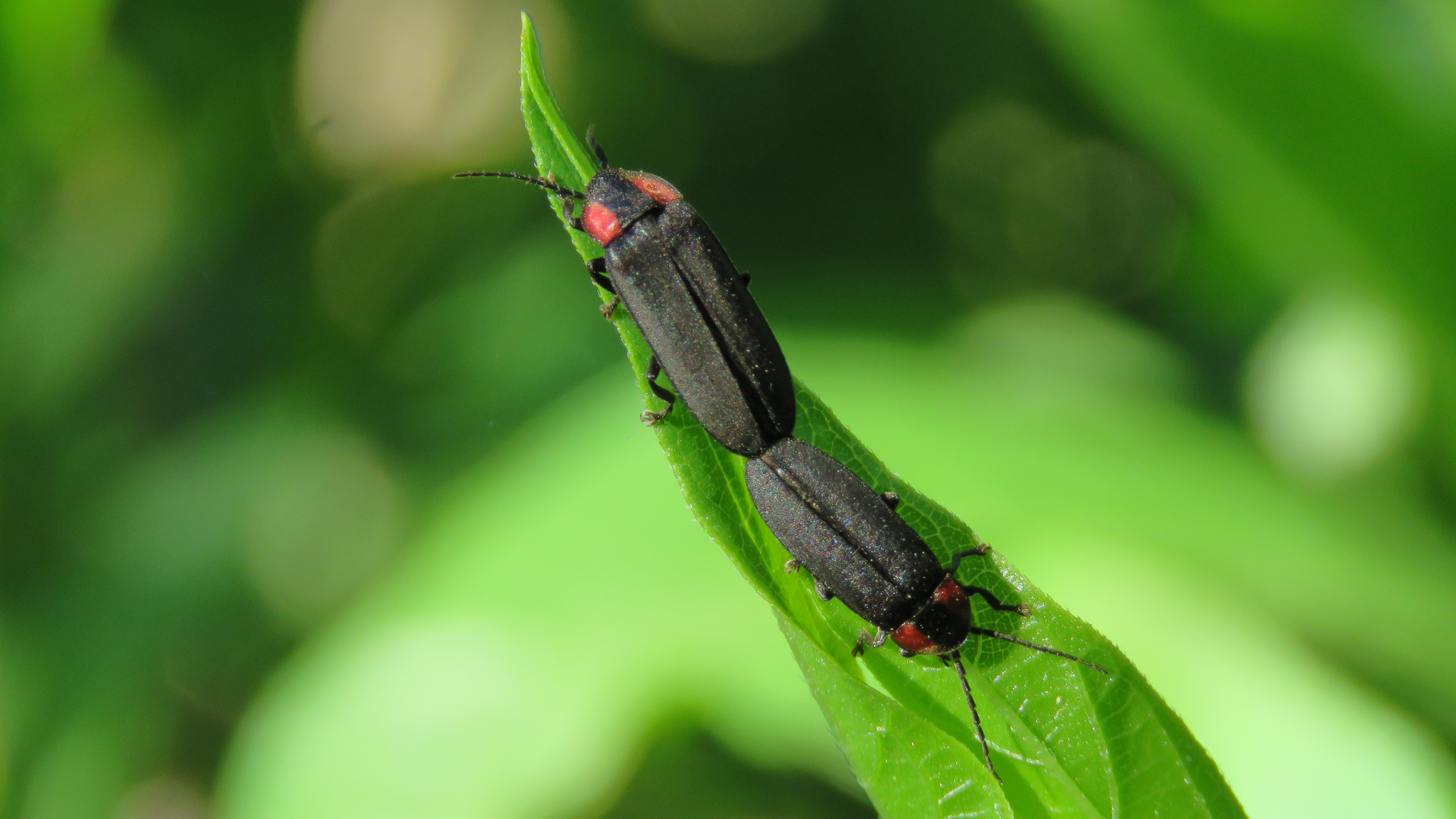Pyropyga nigricans (Say, 1823)