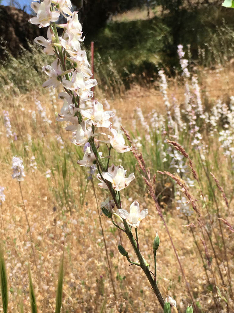 pale-flowered western larkspur from Alameda County, CA, USA on May 30 ...