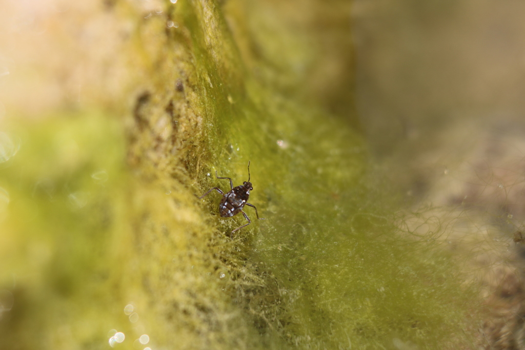 Microvelia americana from Medway, London, ON, Canada on May 31, 2023 at ...