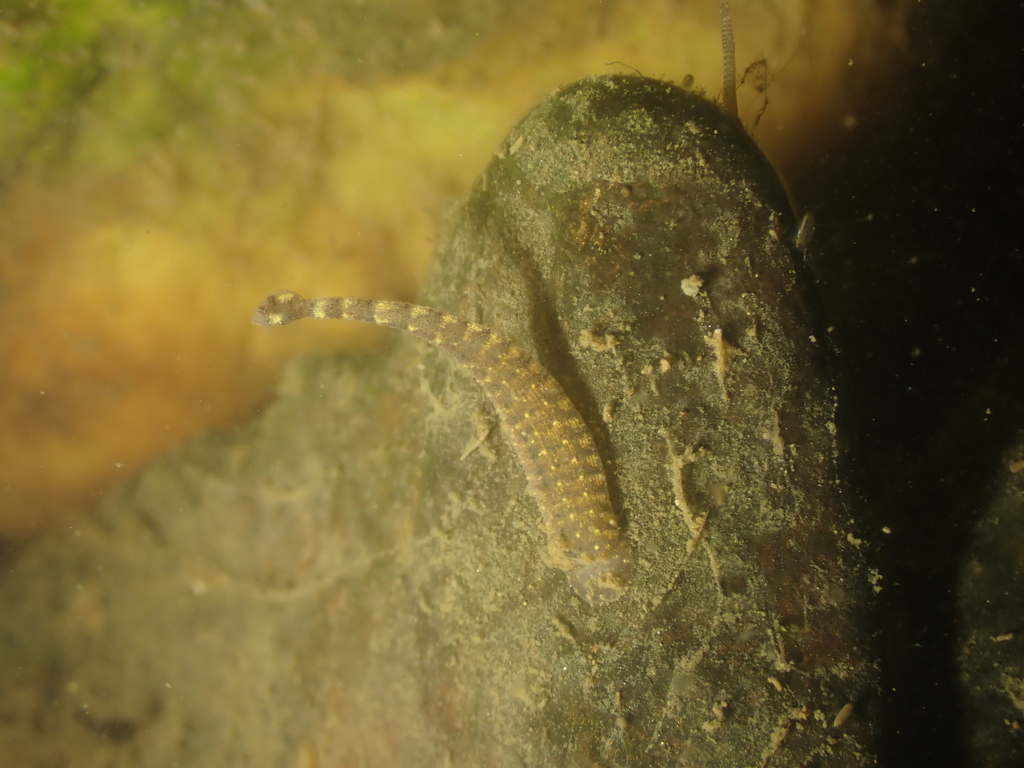 Hemiclepsis marginata from 22630 Saint-André-des-Eaux, France on May 27 ...