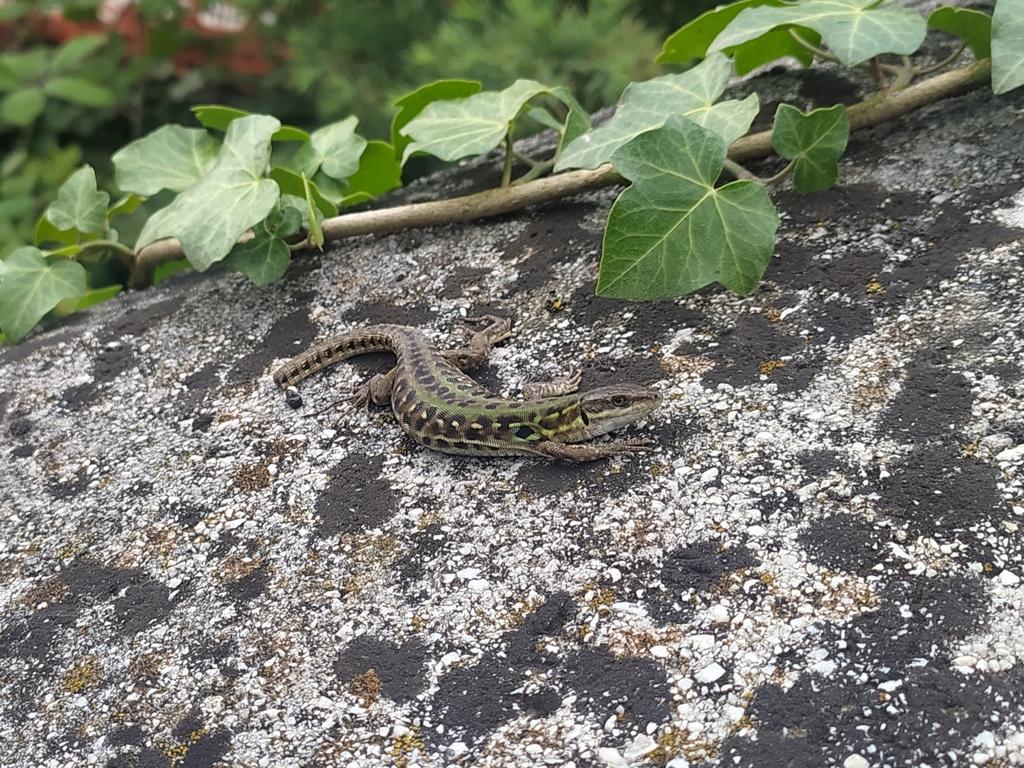 Italian Wall Lizard from Valmontone, 00038 Valmontone RM, Italia on May ...