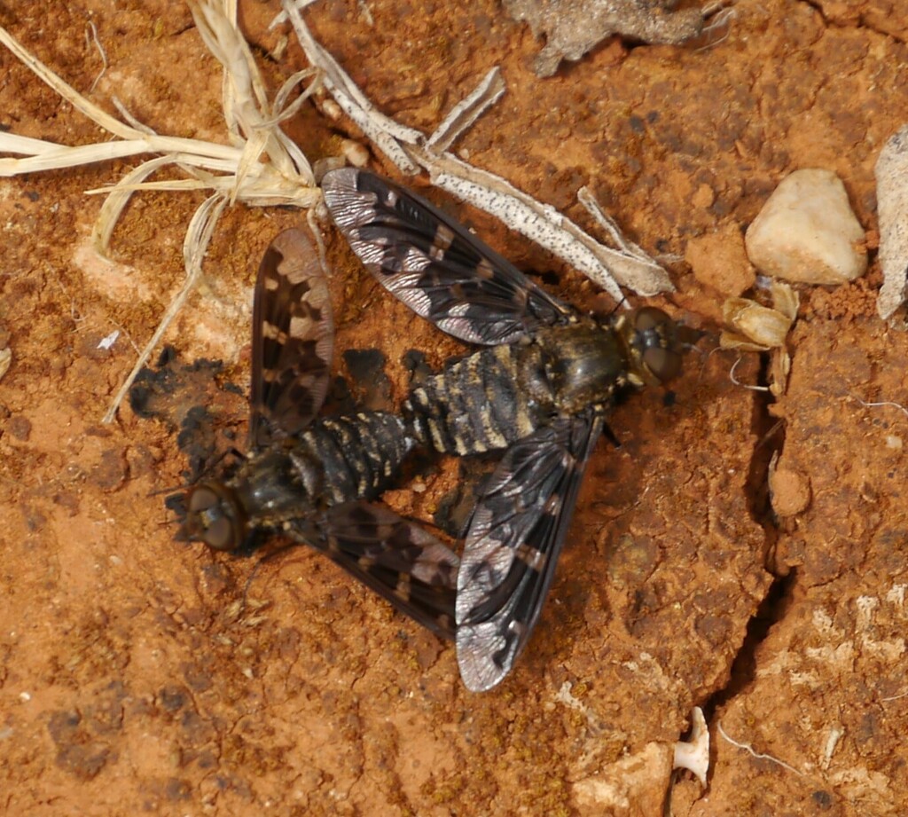 Silvery Bee-fly from Son Espanyol, Palma, Islas Baleares, España on May ...