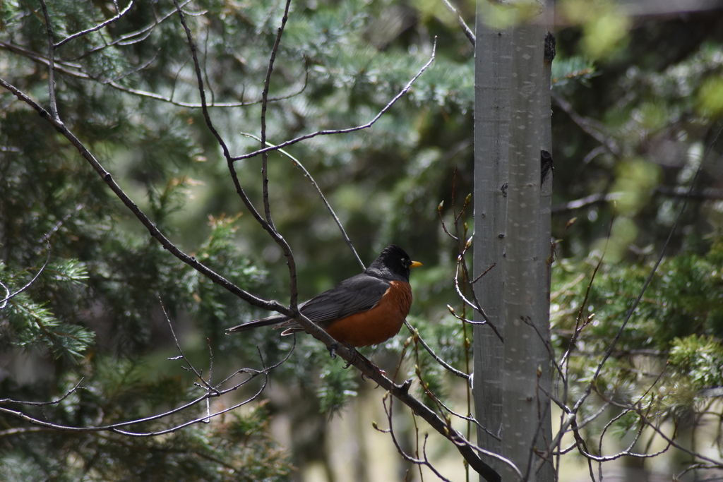 American Robin from Boulder County, CO, USA on May 29, 2023 at 02:29 PM ...