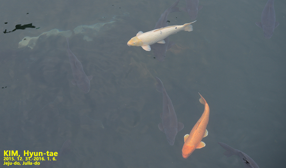 Koi Carp (Animals of the Lower Mainland) · iNaturalist