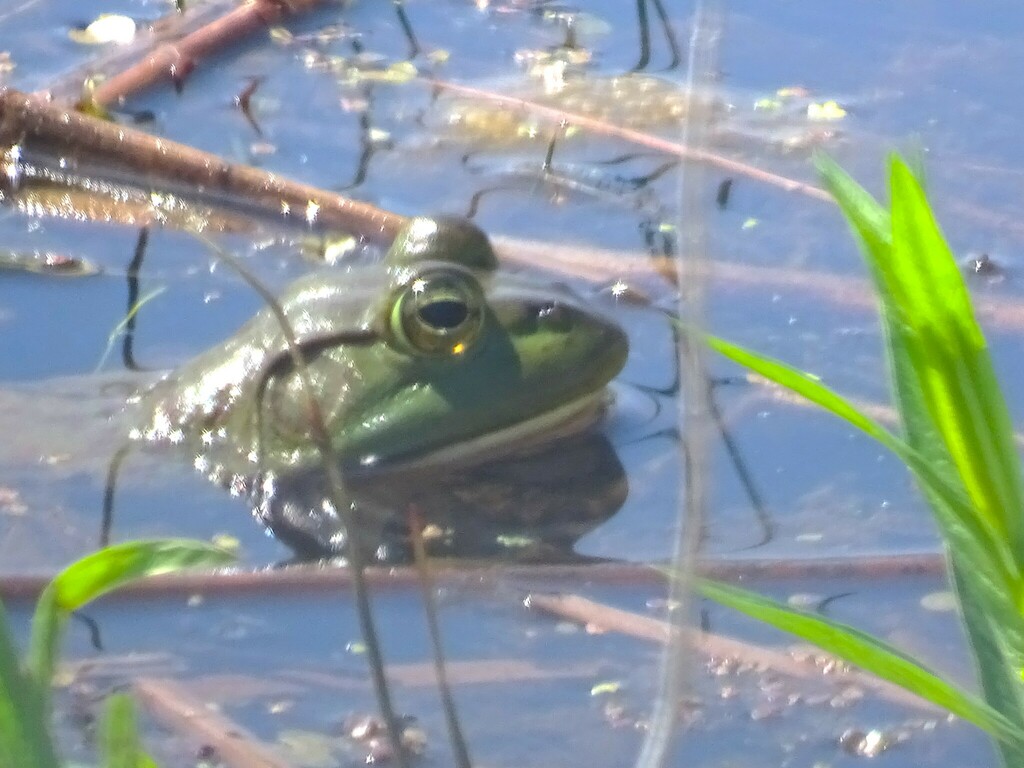 American Bullfrog from Lucas County, OH, USA on May 11, 2023 by Su ...