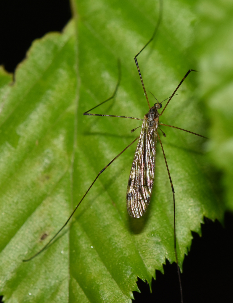 Limonia from 55-010 Siechnice, Poland on May 6, 2023 at 05:49 PM by aga ...