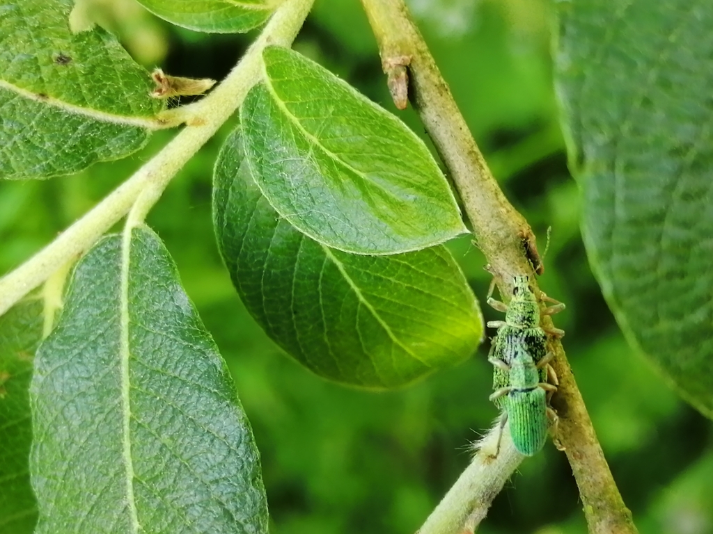 Green Immigrant Leaf Weevil from 76450 Grainville-la-Teinturière ...