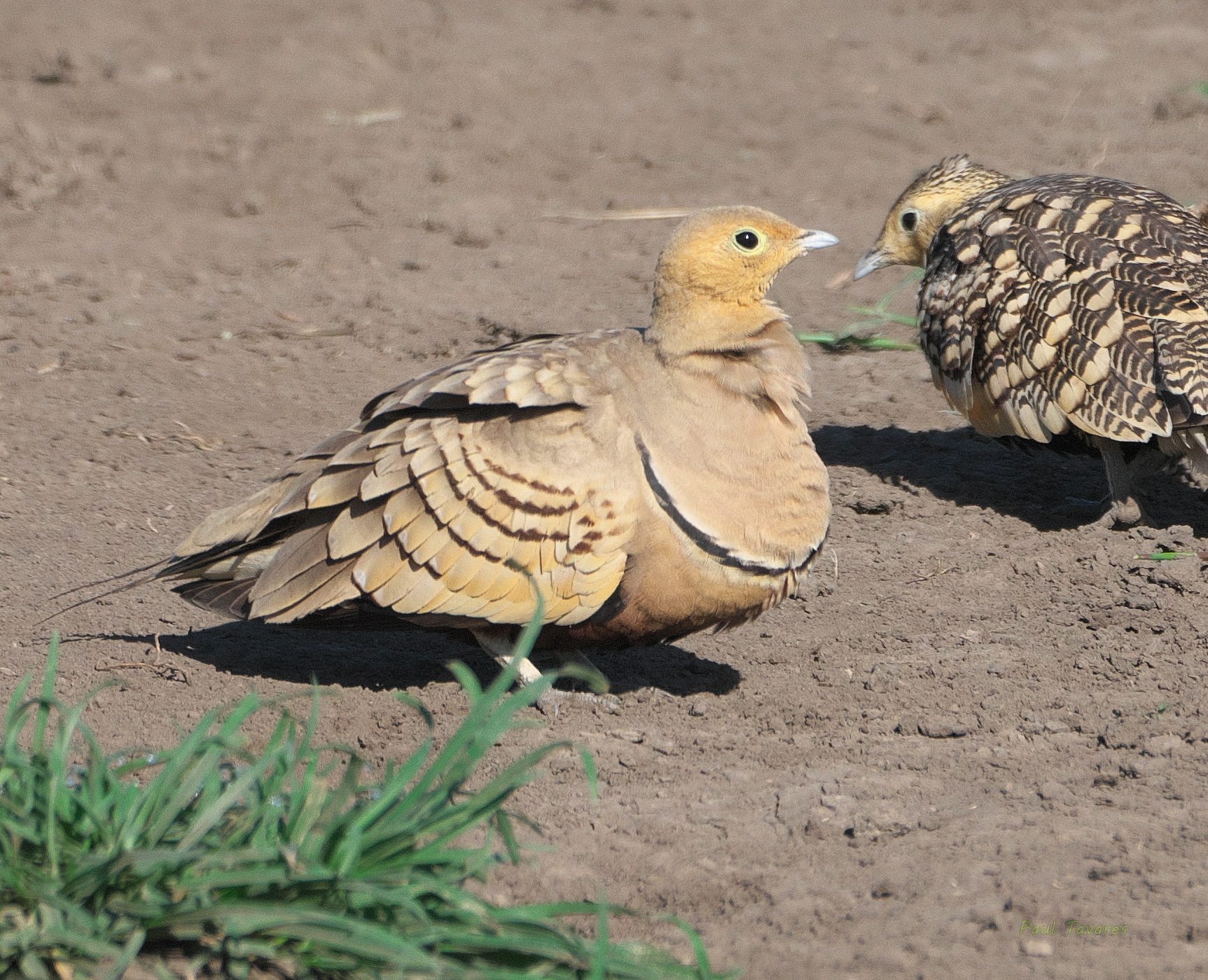 Pterocles exustus Temminck, 1825