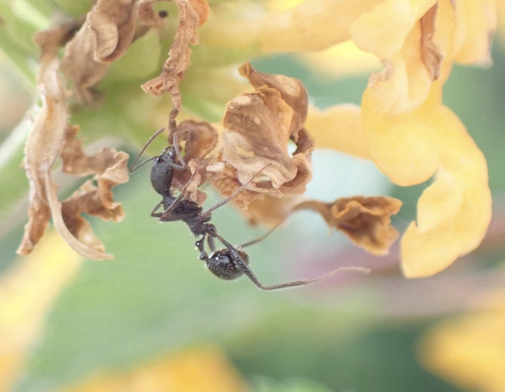 sardoa-group Collared Ants from Crete, Kolymvari, Crete, GR on May 31 ...