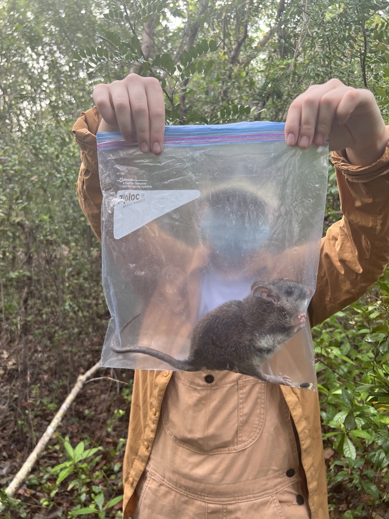 Key Largo Woodrat (Neotoma floridana smalli) - Know Your Mammals
