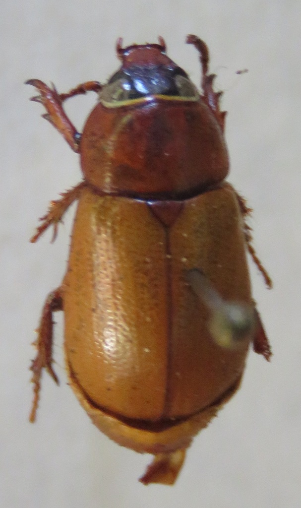 Cyclocephala macrophylla from Nicaragua: Río San Juan, Reserva de ...
