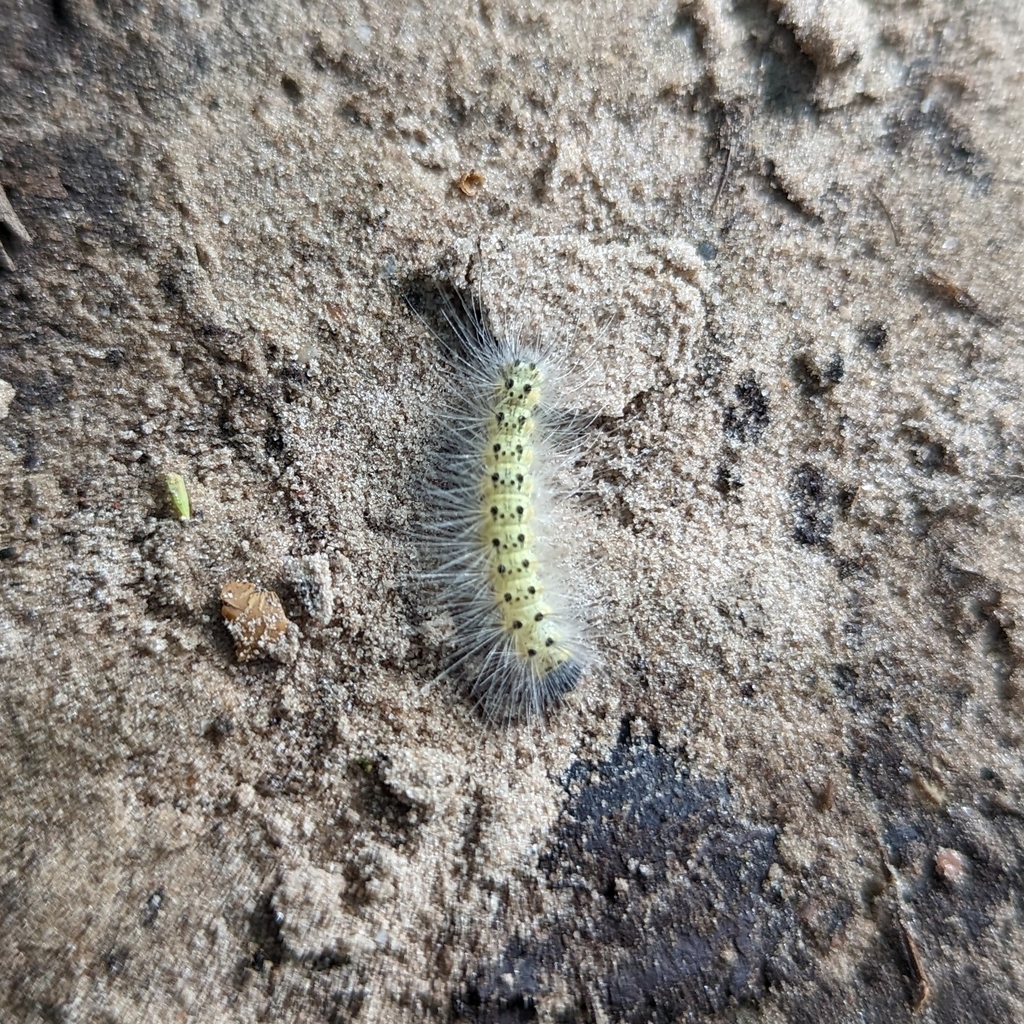 Fall Webworm Moth from Houston Ave @ Wrightwood St, Houston, TX 77009 ...